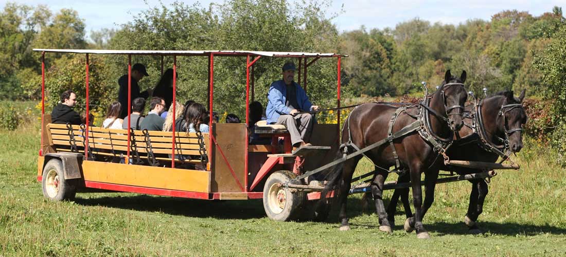 Activities – Lionel's Farm